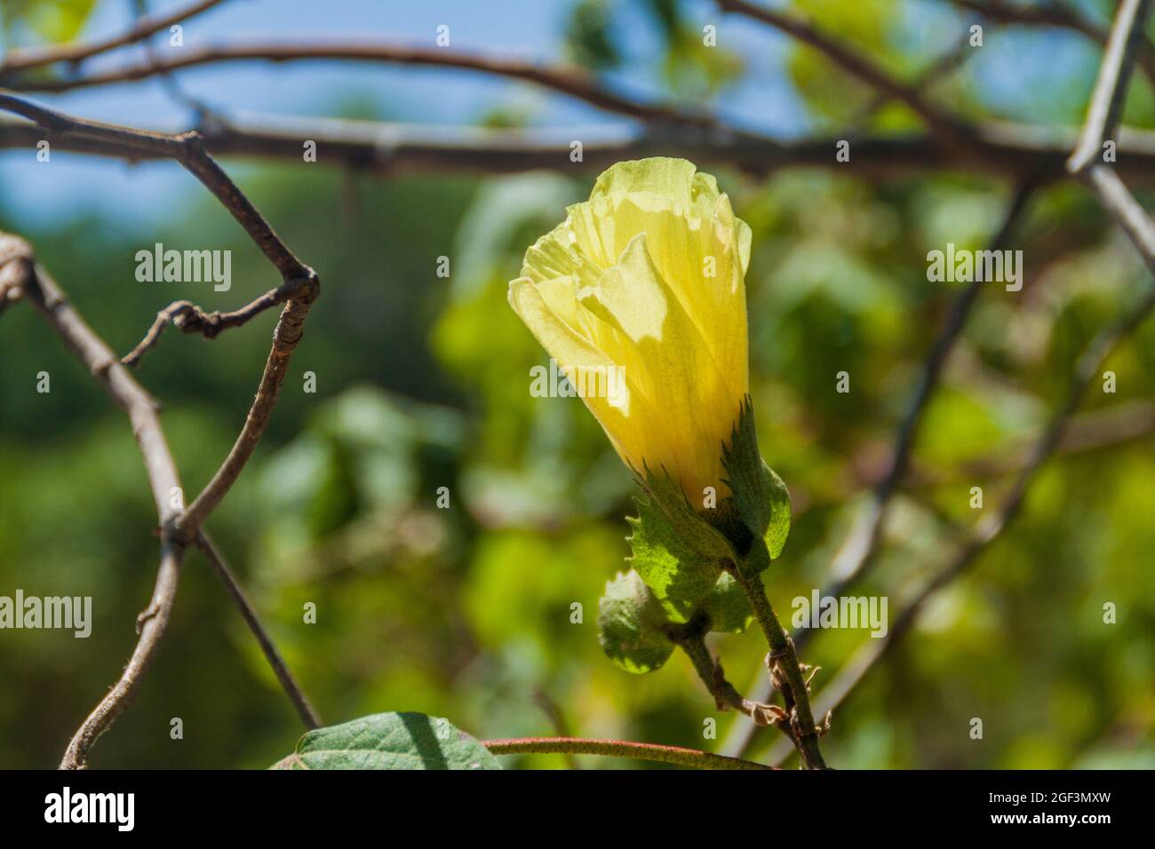 Cotton tree flower hi-res stock photography and images - Alamy