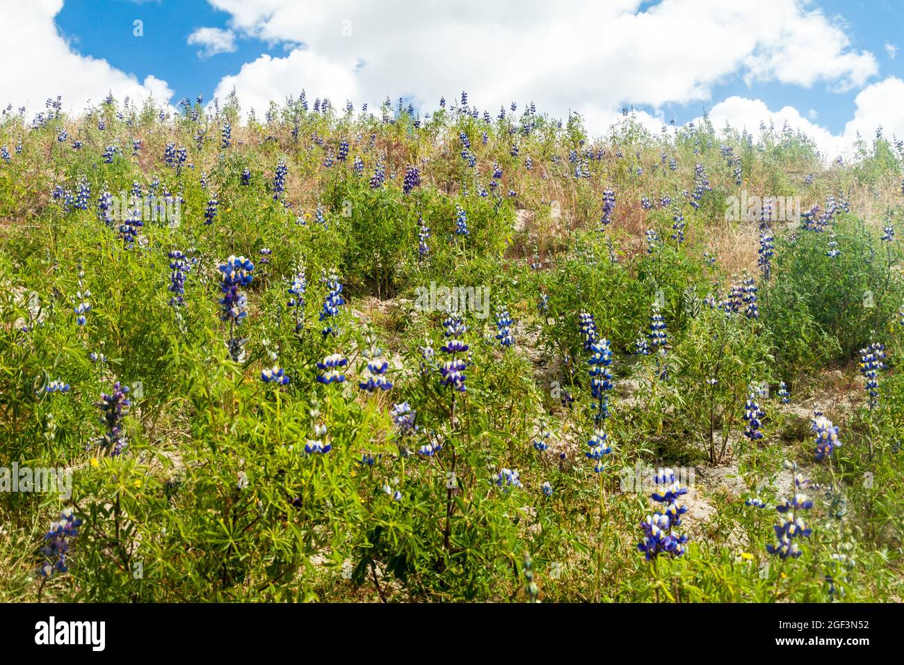 Lupine mutabilis hi-res stock photography and images - Alamy