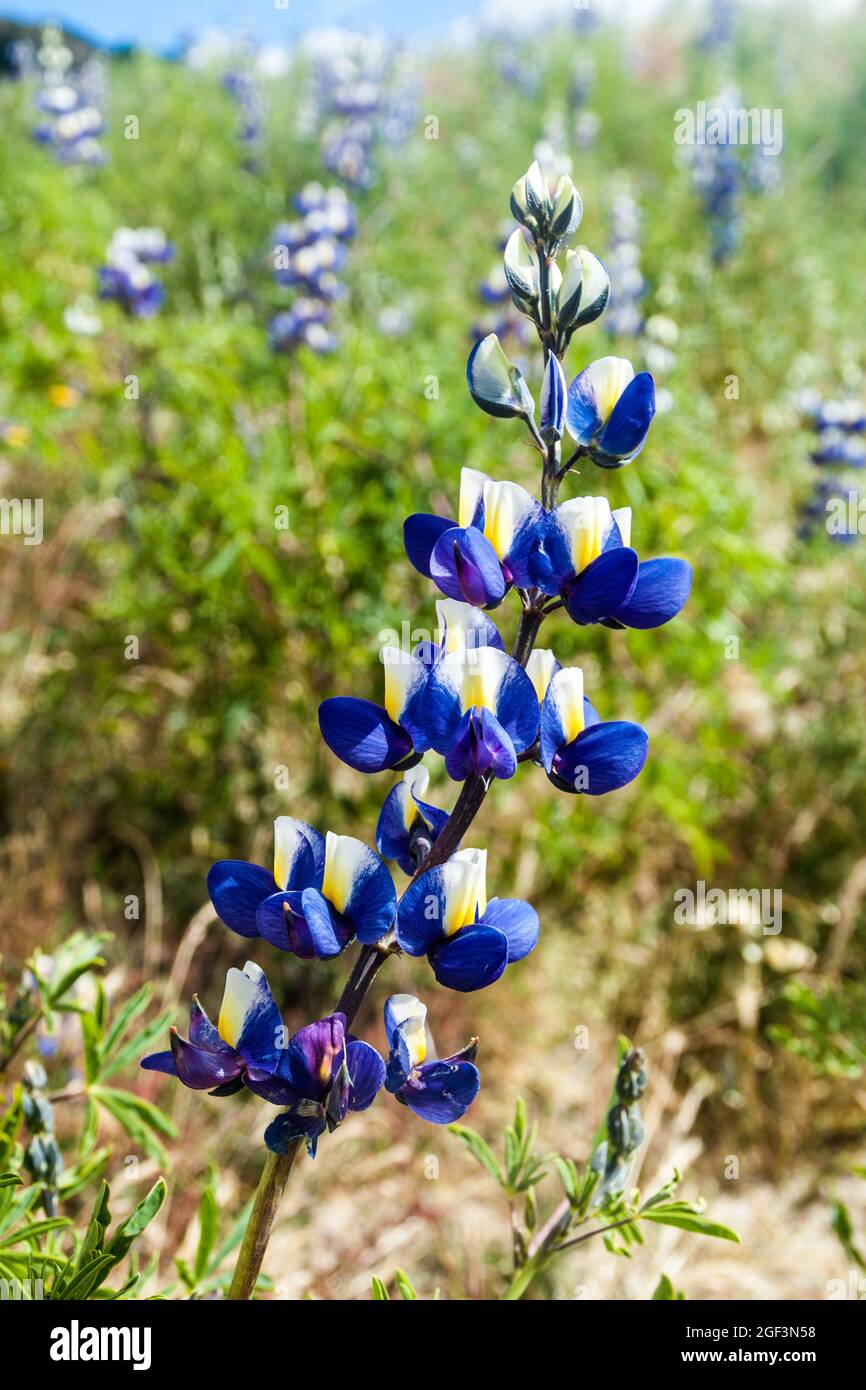 Lupinus mutabilis, species of lupin grown in the Andes, mainly for its ...