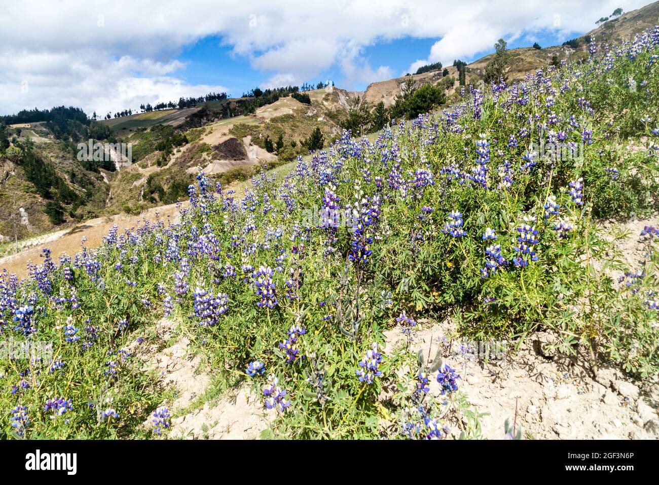 Lupinus mutabilis edible hi-res stock photography and images - Alamy