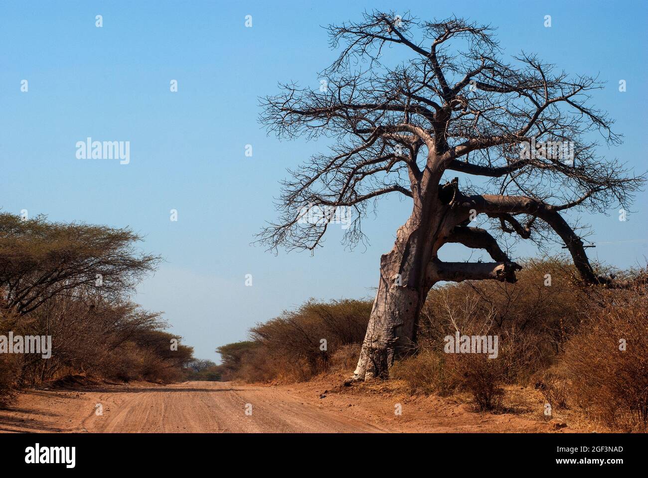 Big Baobab tree in Moremi Game Reserve, Botswana Stock Photo - Alamy