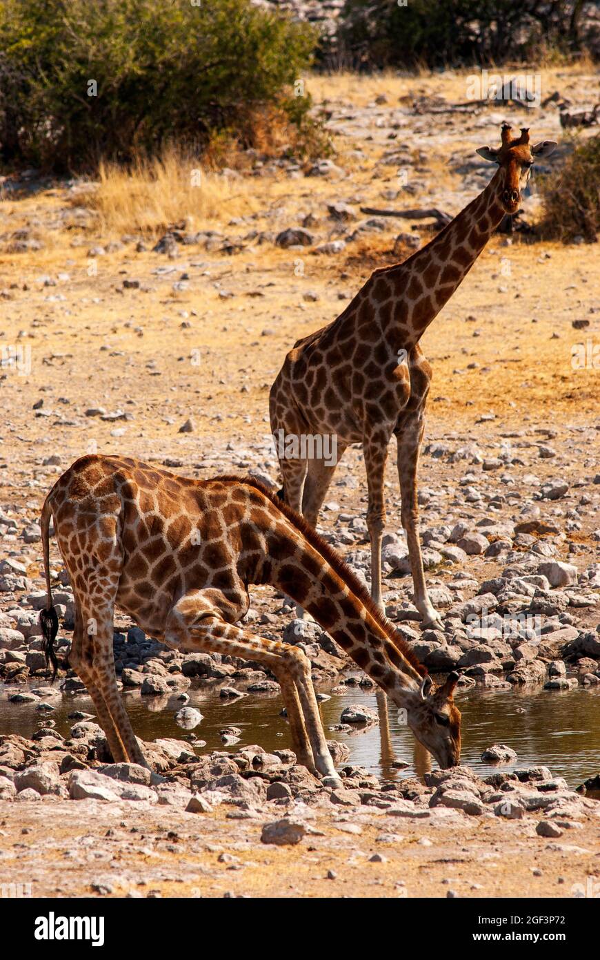 Giraffes drinking at one waterhole, Etosha National Park, Namibia Stock Photo - Alamy