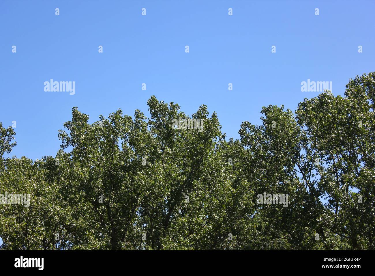 Lush green tree tops hi-res stock photography and images - Alamy