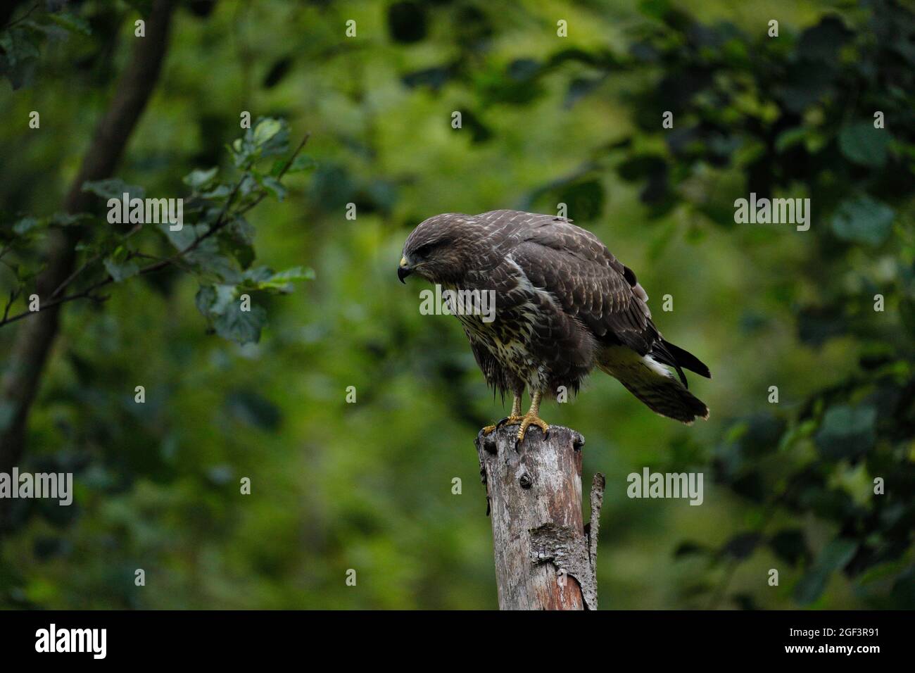 Photographing buzzards hi-res stock photography and images - Alamy