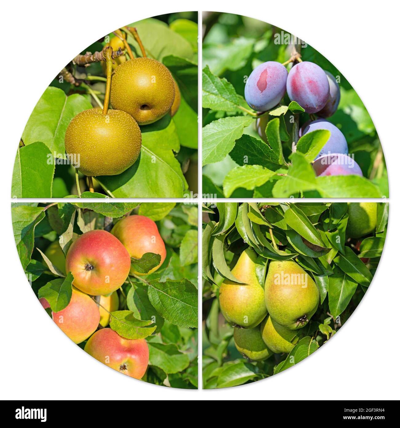 Different fruit trees at harvest time in a collage Stock Photo - Alamy