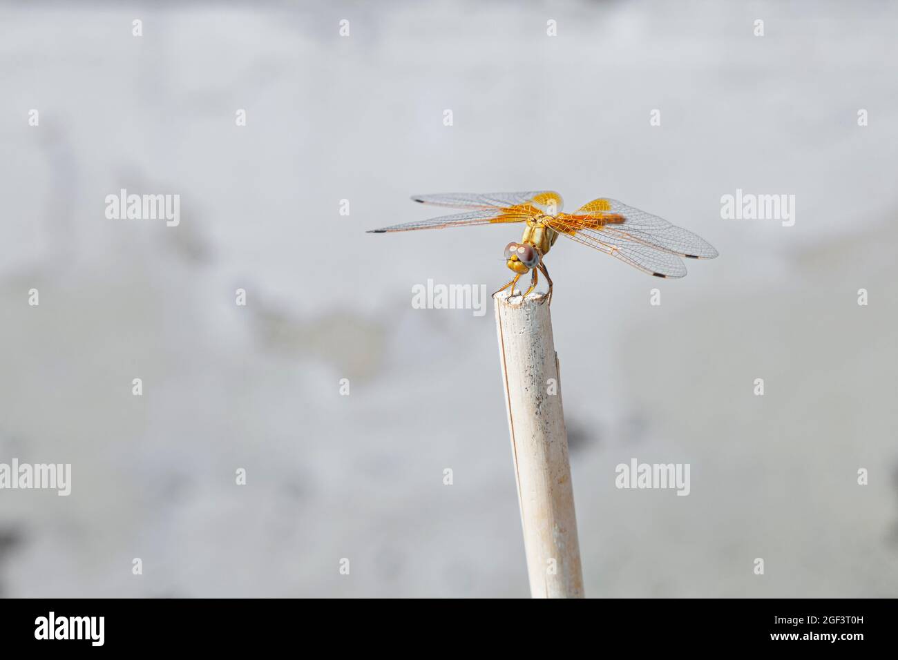 A dragonfly, whose scientific name is ansioptera, of golden color ...
