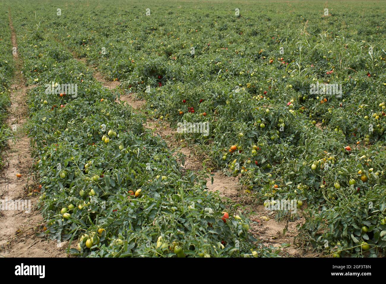 Tomato agricultural fields in Italy Stock Photo - Alamy