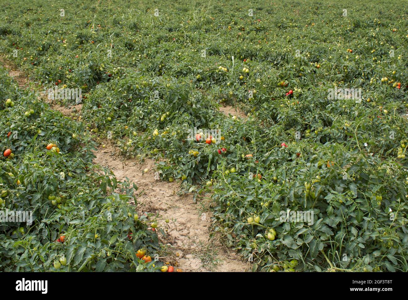 Tomato agricultural fields in Italy Stock Photo - Alamy