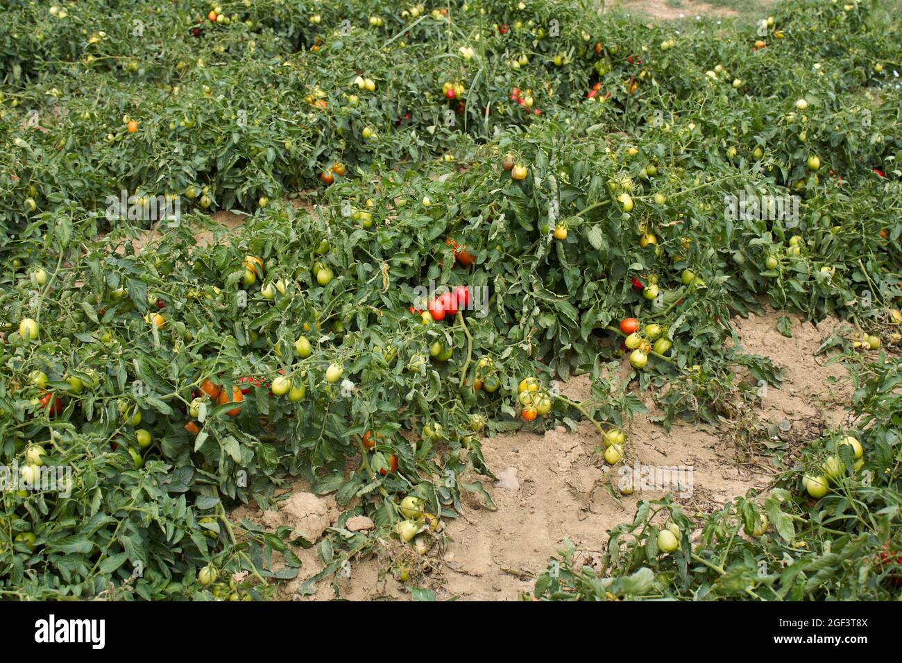 Tomato agricultural fields in Italy Stock Photo - Alamy