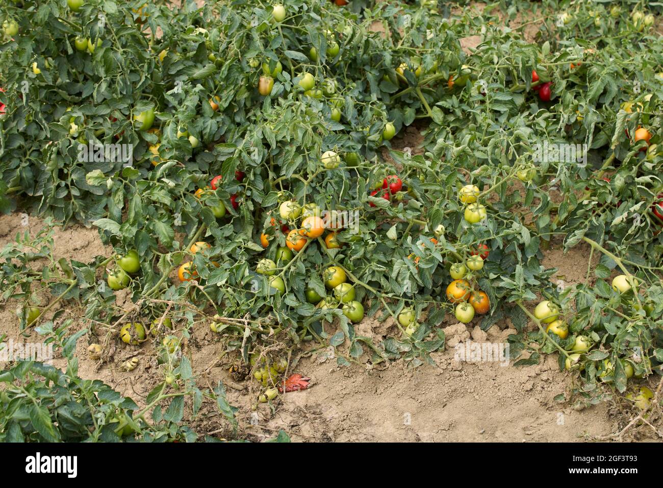 Tomato agricultural fields in Italy Stock Photo - Alamy