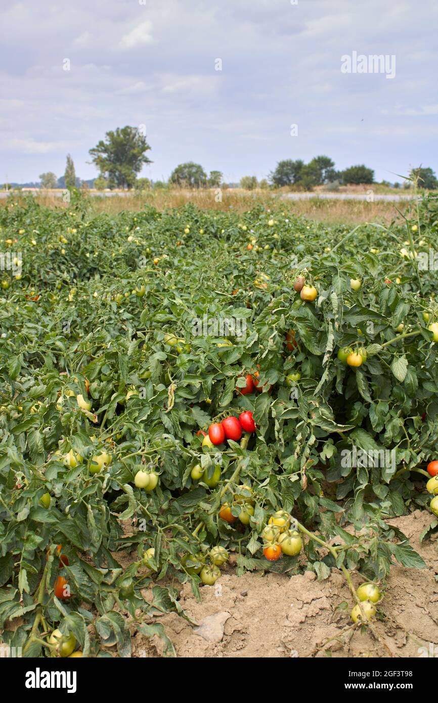 Italy tomato fields hi-res stock photography and images - Alamy