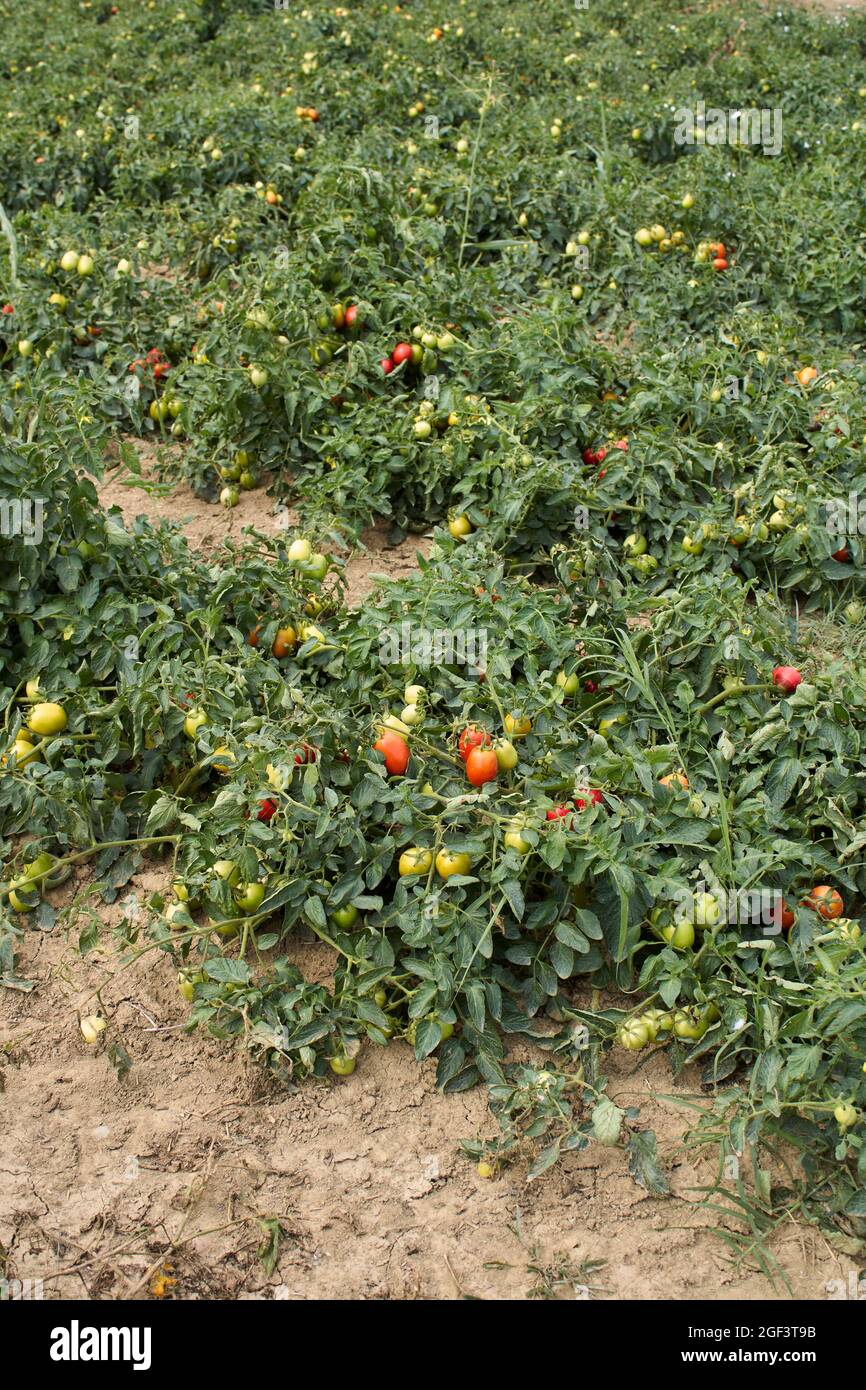 Tomato agricultural fields in Italy Stock Photo - Alamy