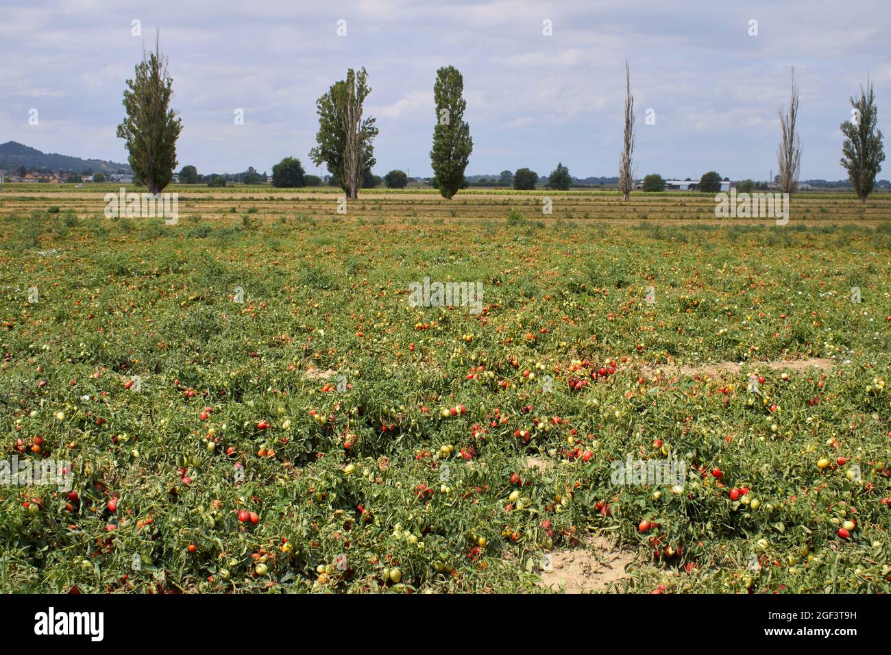 Tomato agricultural fields in Italy Stock Photo - Alamy