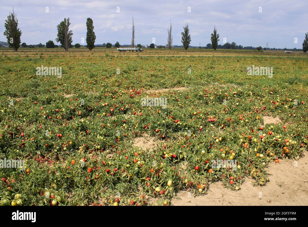 Tomato agricultural fields in Italy Stock Photo - Alamy
