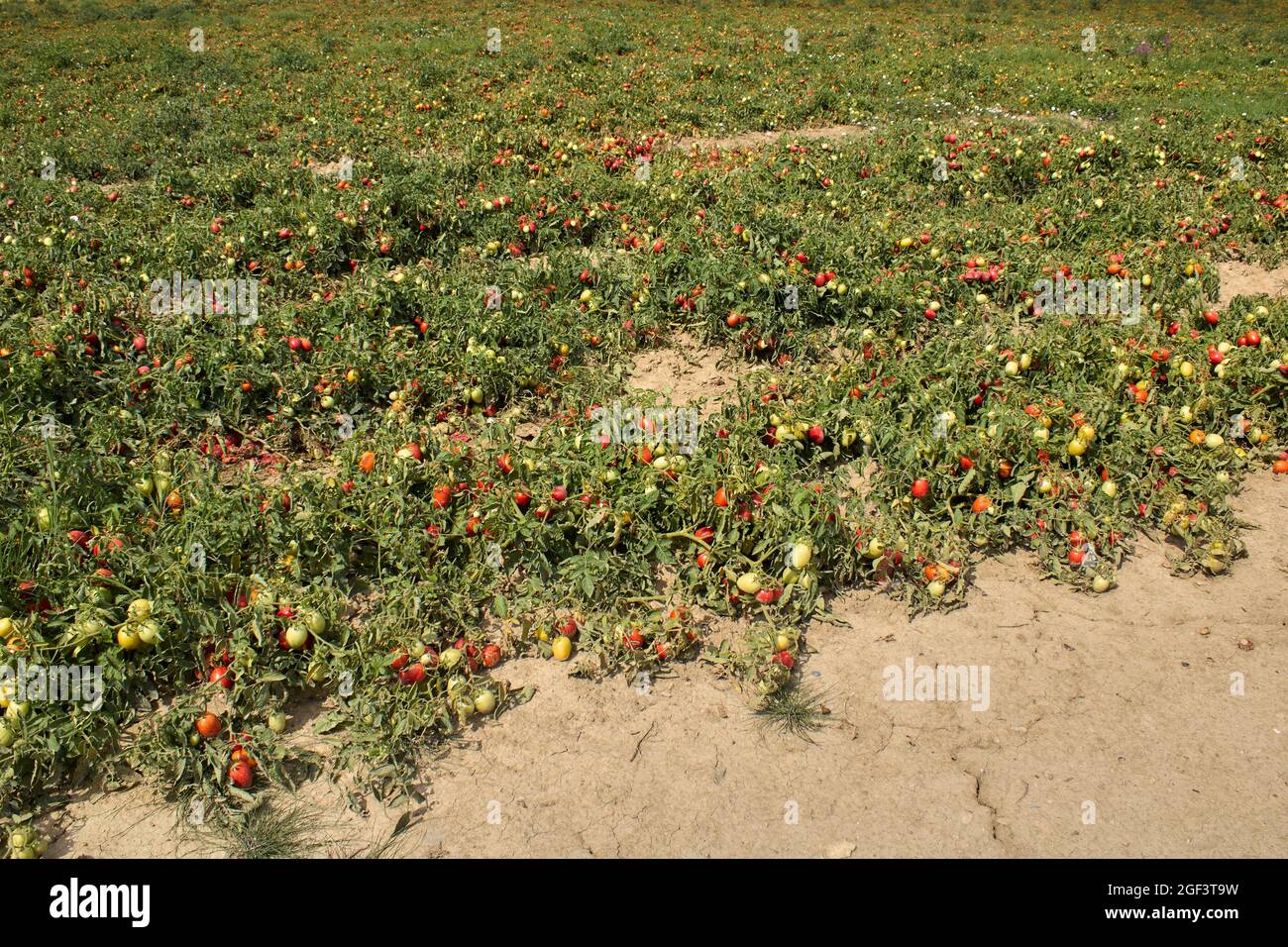 Tomato agricultural fields in Italy Stock Photo - Alamy