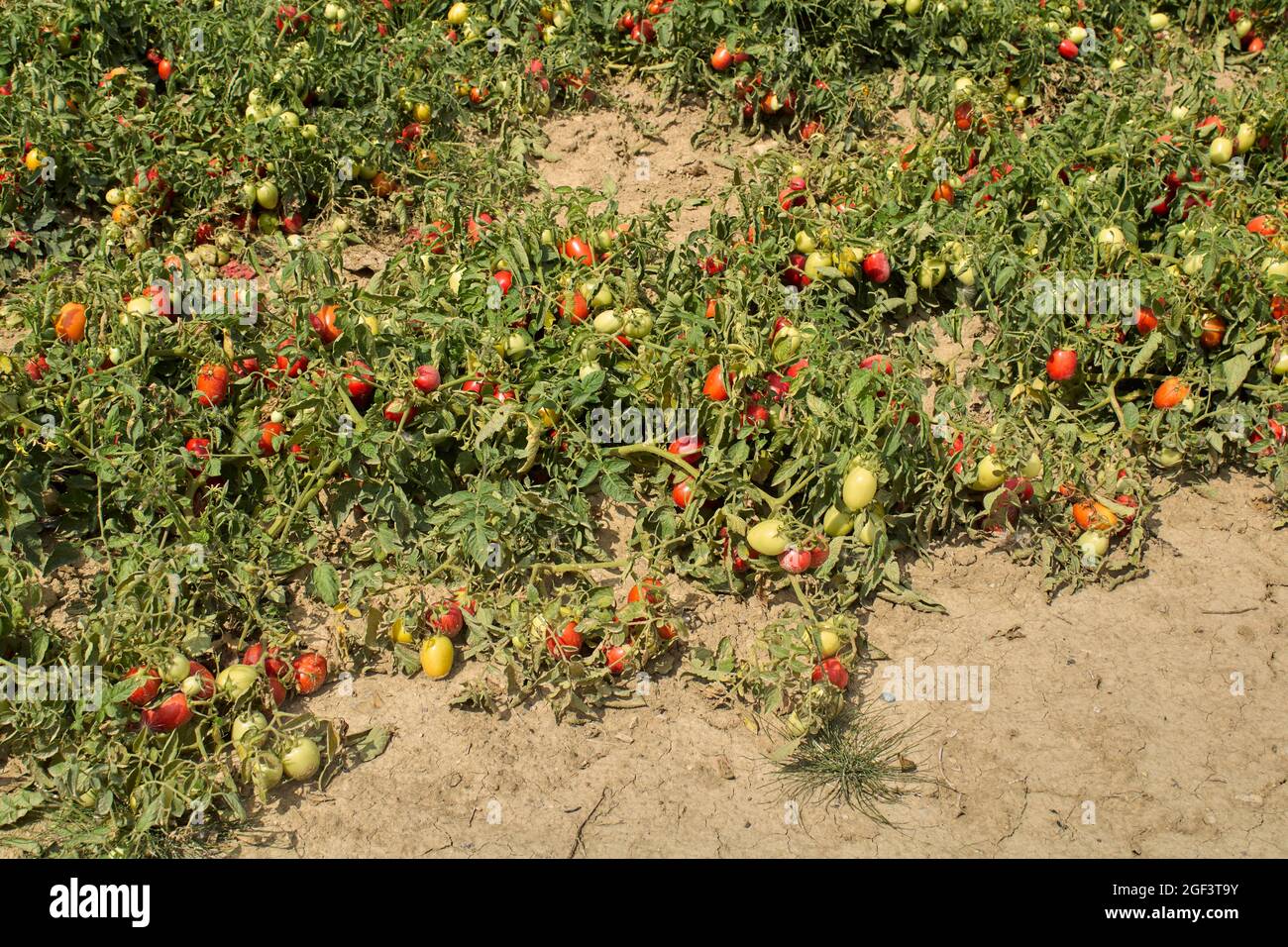 Tomato agricultural fields in Italy Stock Photo - Alamy
