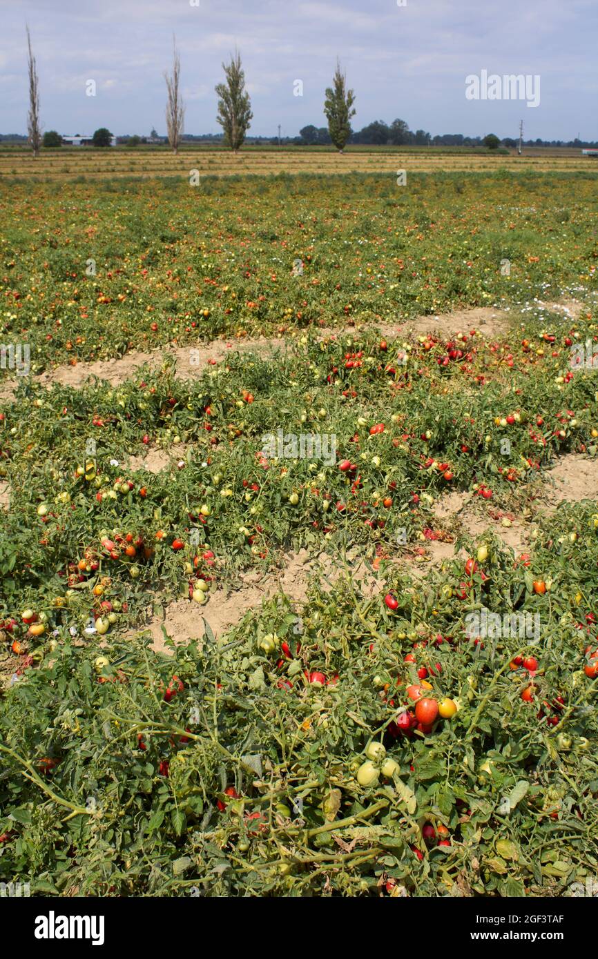 Tomato agricultural fields in Italy Stock Photo - Alamy
