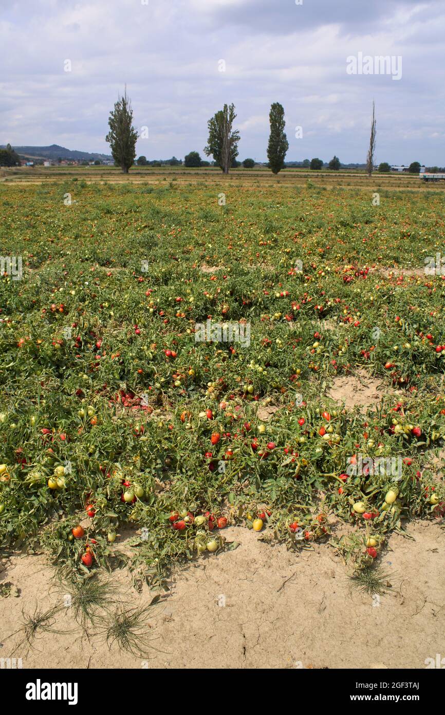 Tomato agricultural fields in Italy Stock Photo - Alamy