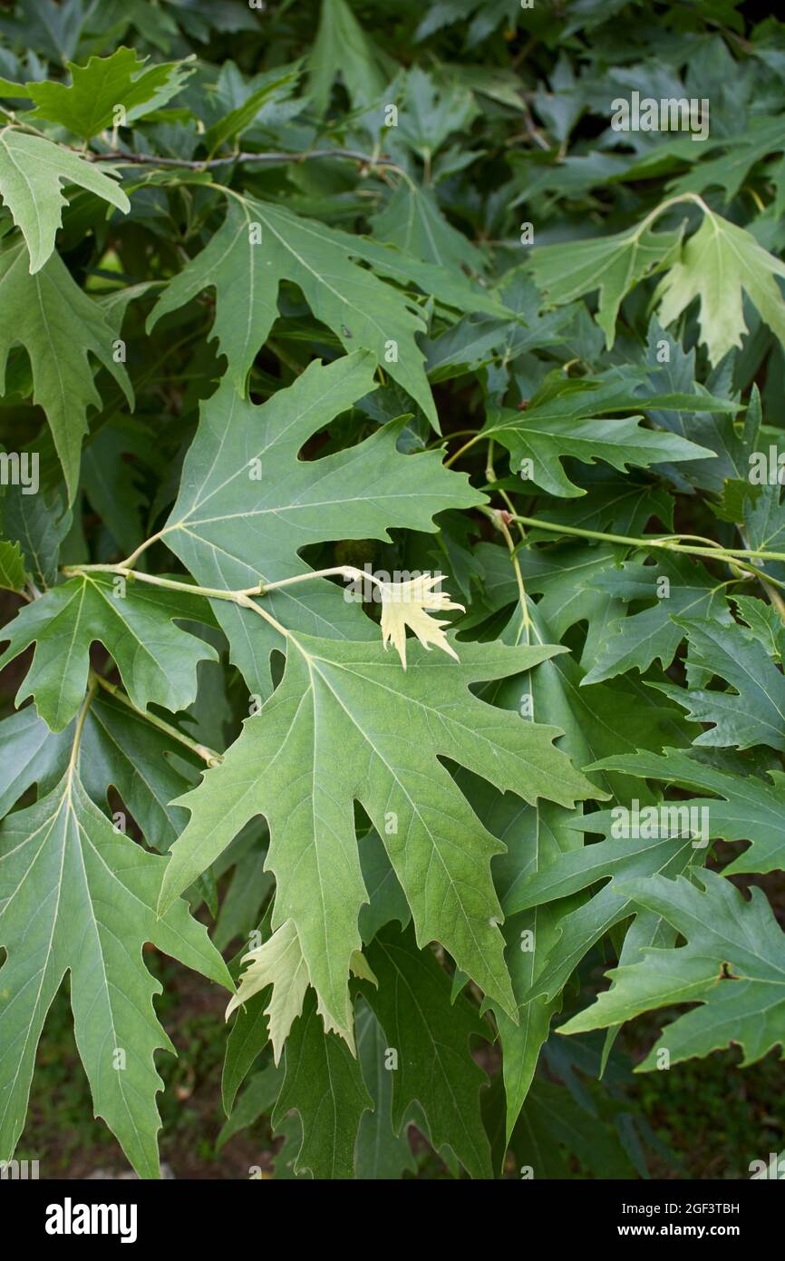 fresh leaves of Platanus orientalis tree Stock Photo - Alamy