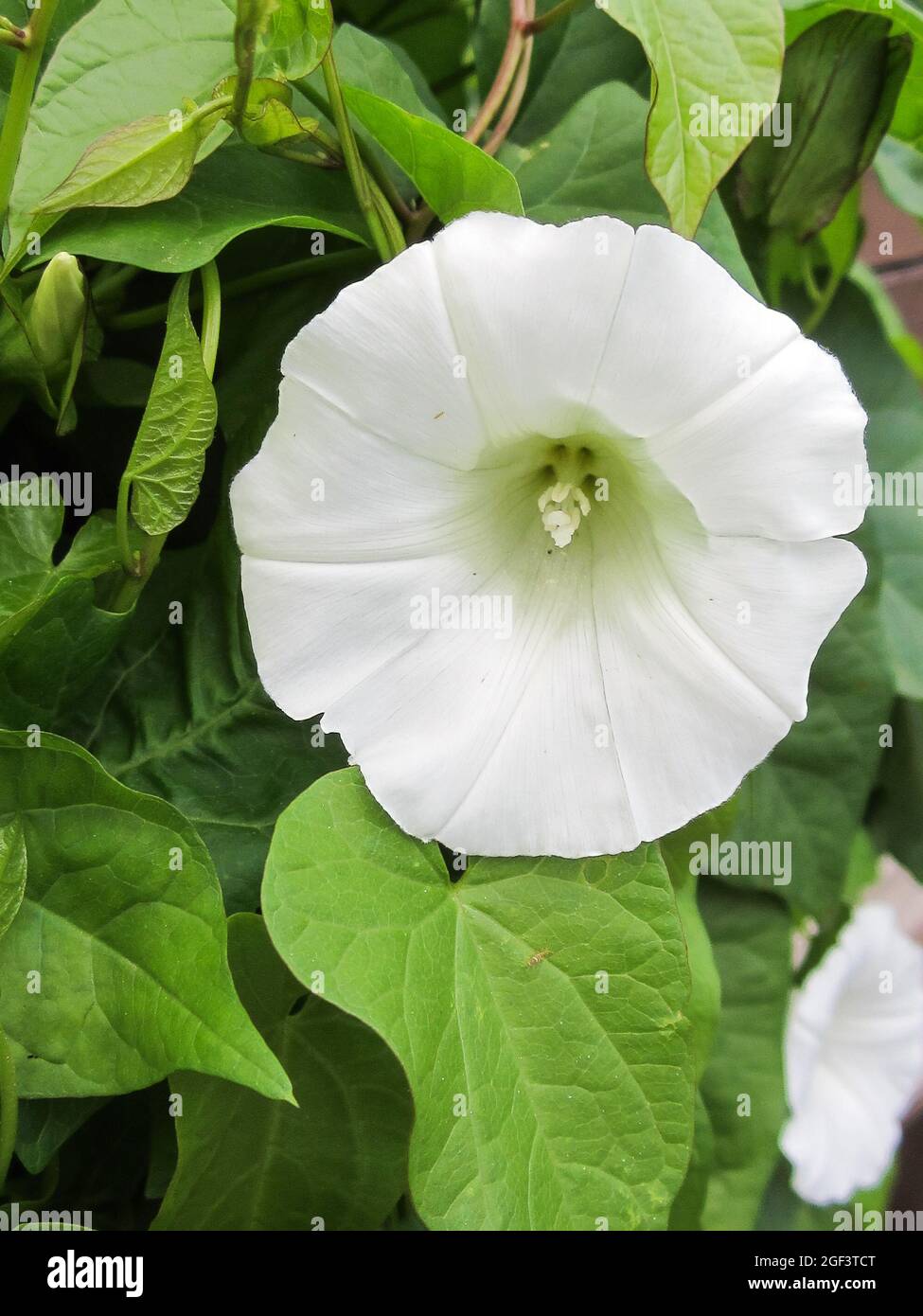 White flower of wild plant bindweed in the center surrounded by leaves ...