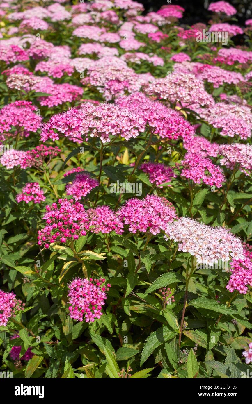 Pink spiraea japonica in hi-res stock photography and images - Alamy