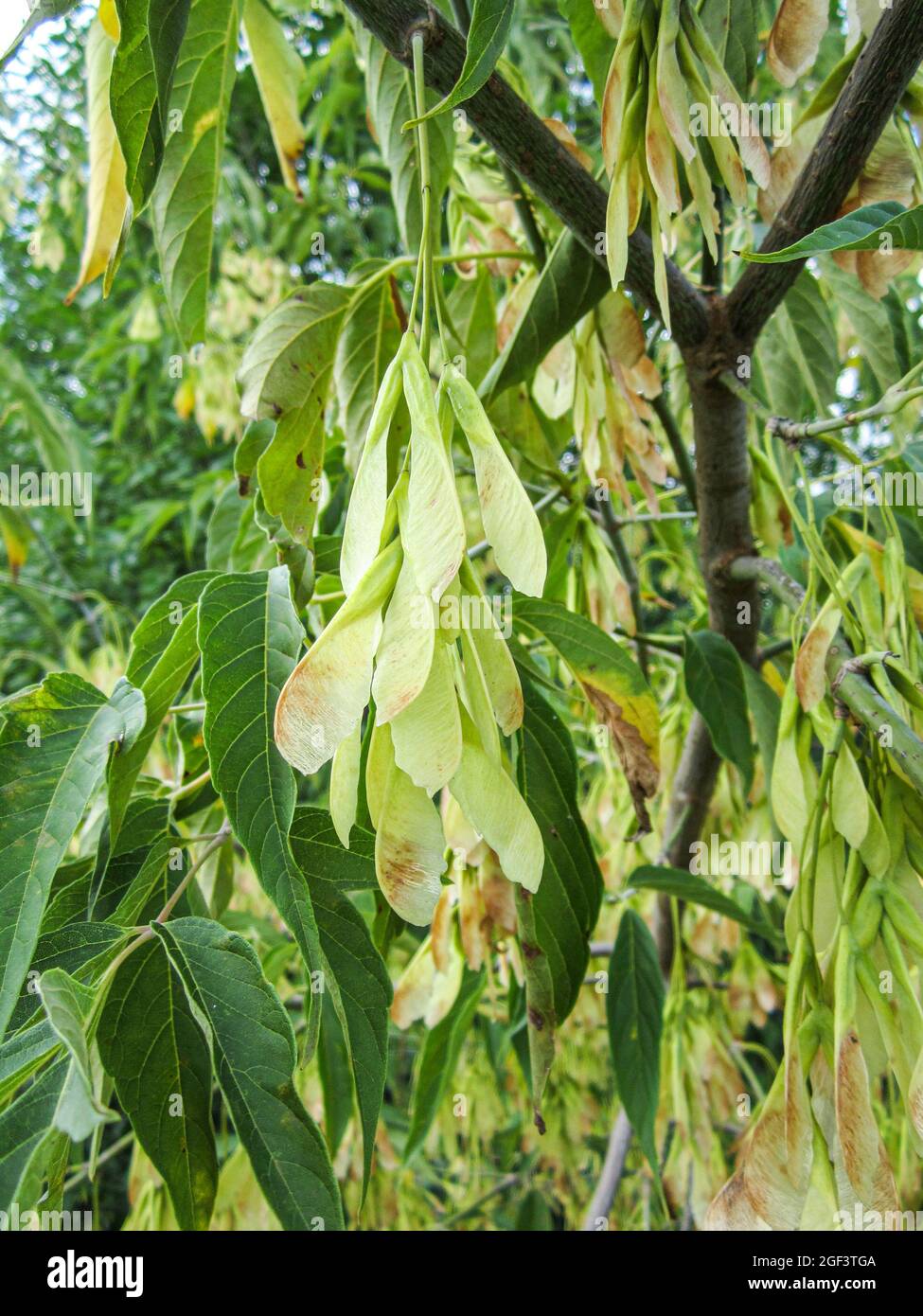 Ripening ash or American maple seeds against a background of green ...