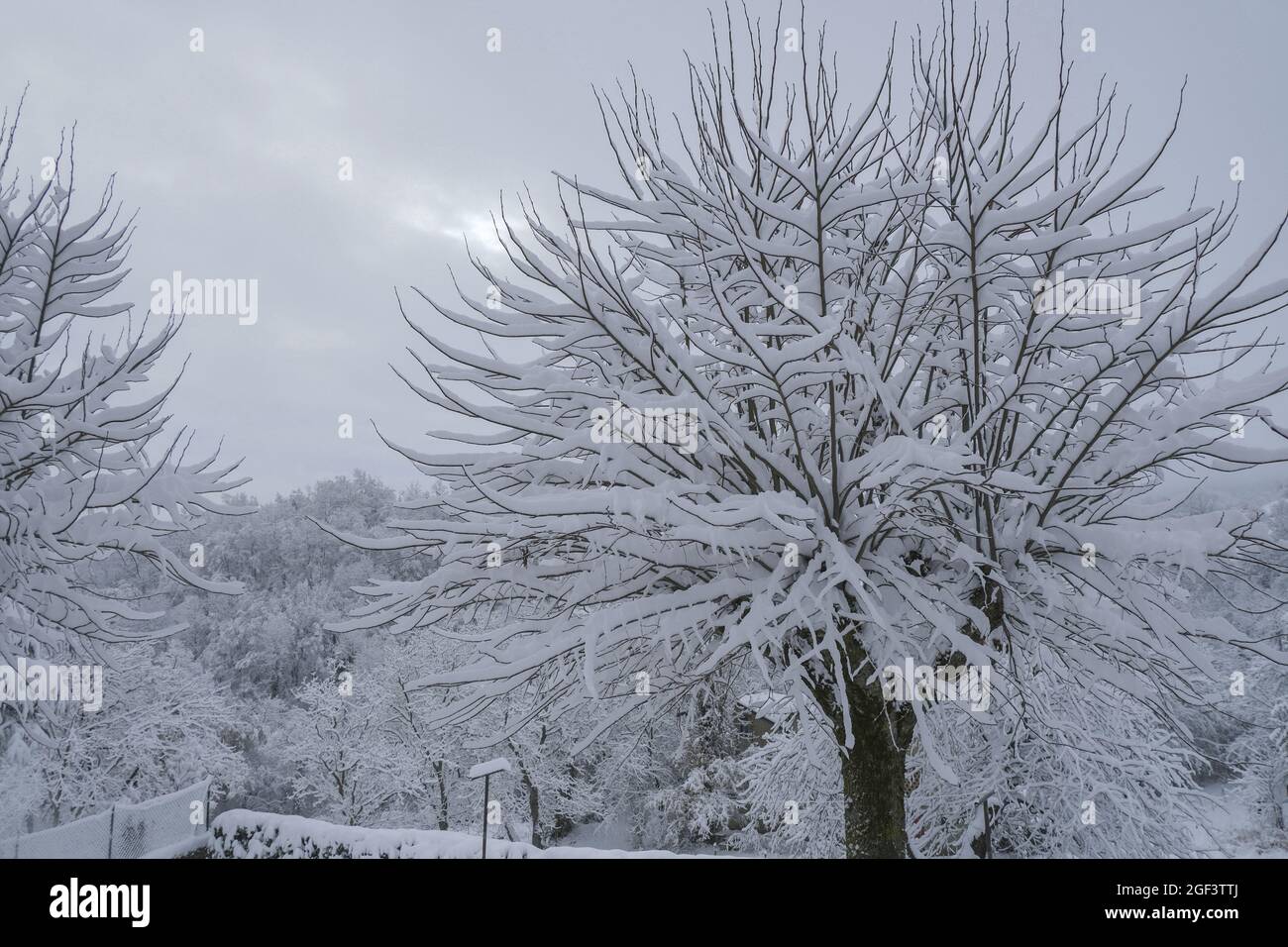 snow covered tree branches close-up across winter landscape. Winter ...