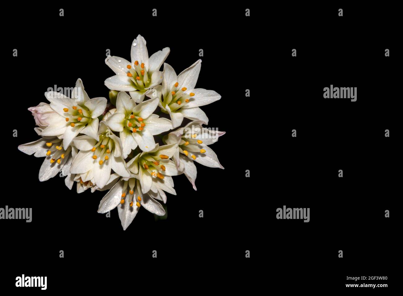 False garlic flowers hi-res stock photography and images - Alamy