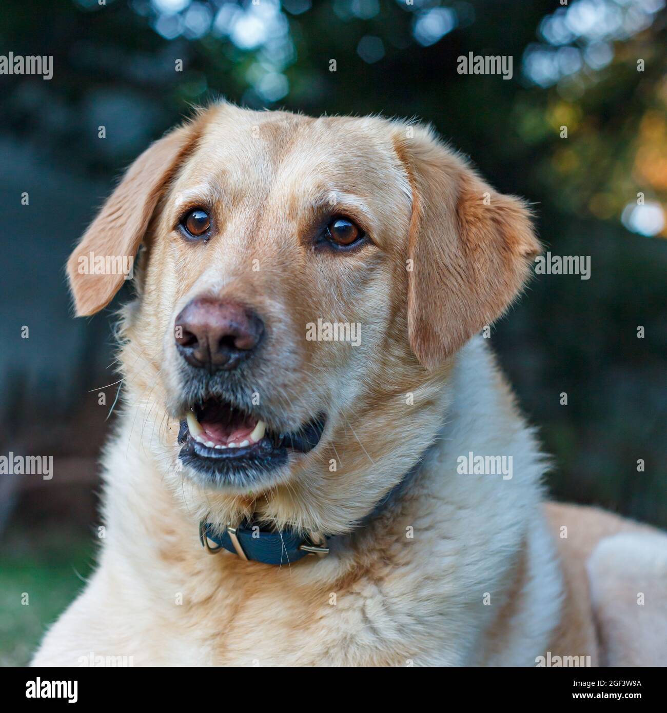 Labrador lying under a tree posing for a portrait Stock Photo - Alamy