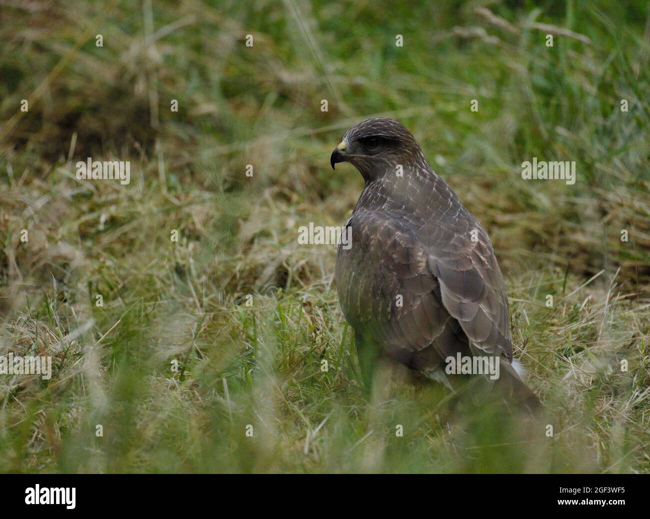 Piercing eye hi-res stock photography and images - Alamy