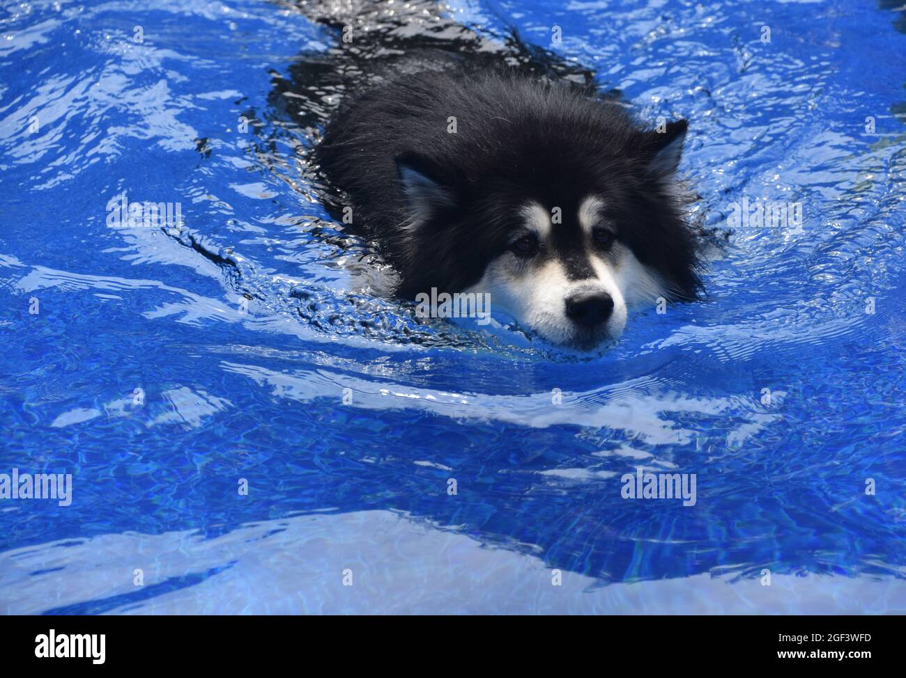 Beautiful fluffy Siberian husky dog swimming in a blue pool Stock Photo ...