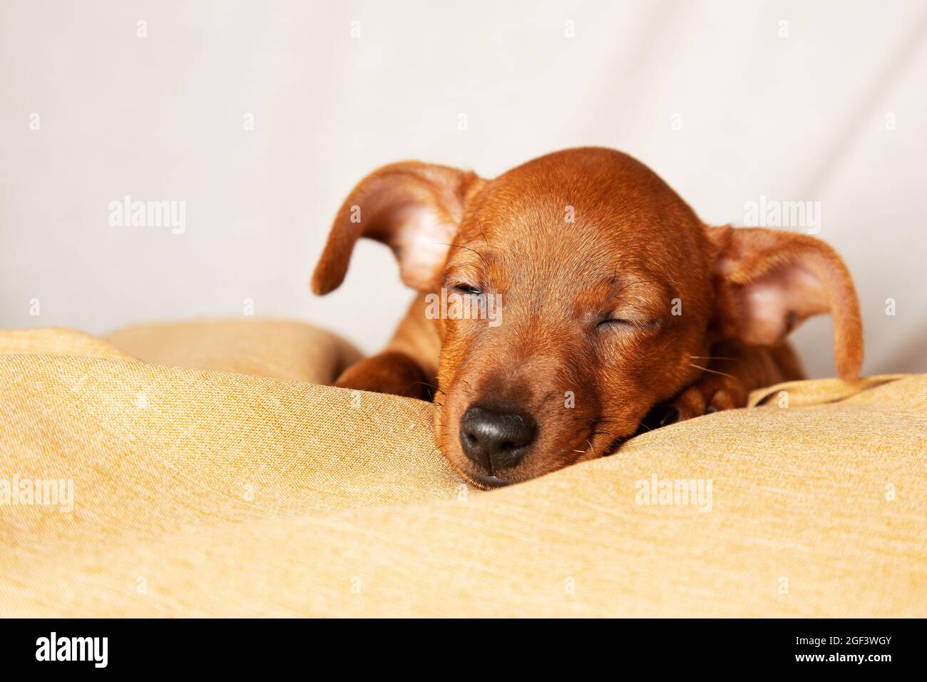 Caring comfort hi-res stock photography and images - Alamy