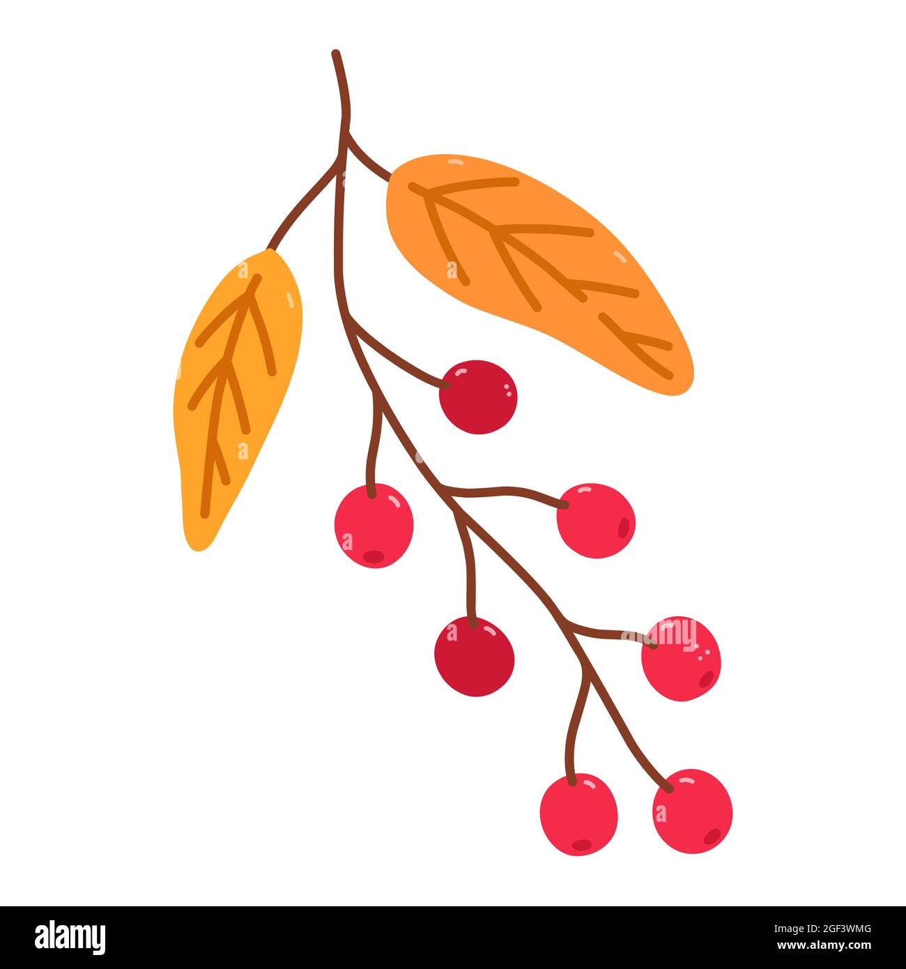 Twig with cranberries and golden leaves isolated on white background ...