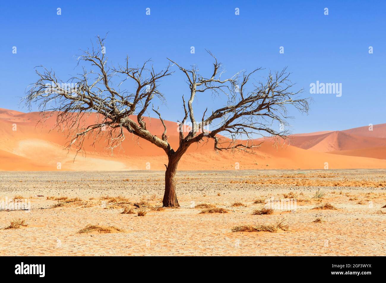 Dunes camel thorn tree , Vachellia erioloba, in the Namib desert ...