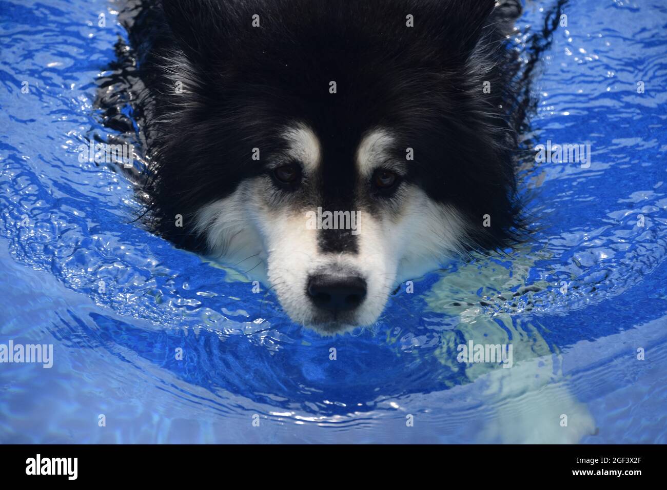 Summer day with a swimming and paddling husky dog in a pool Stock Photo ...