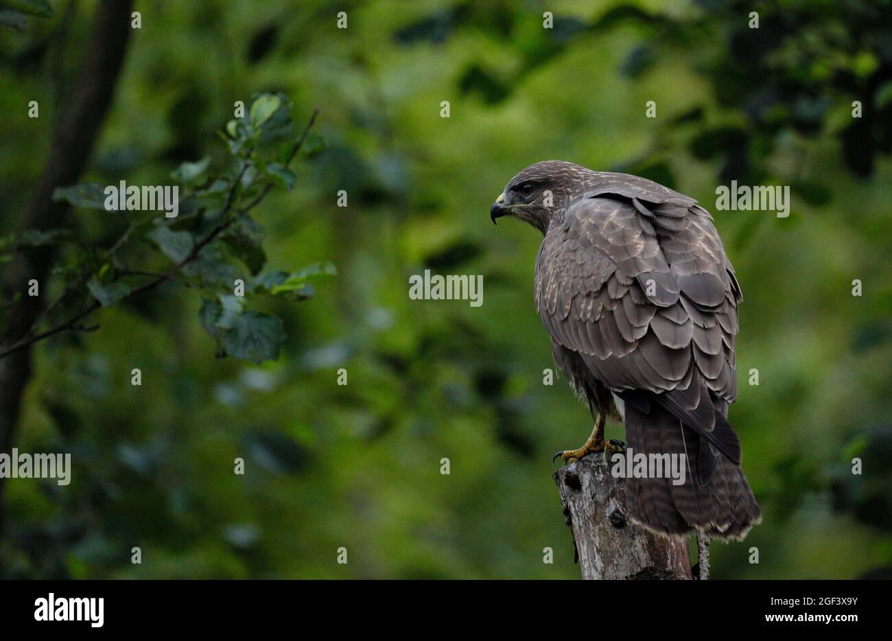 Photographing buzzards hi-res stock photography and images - Alamy