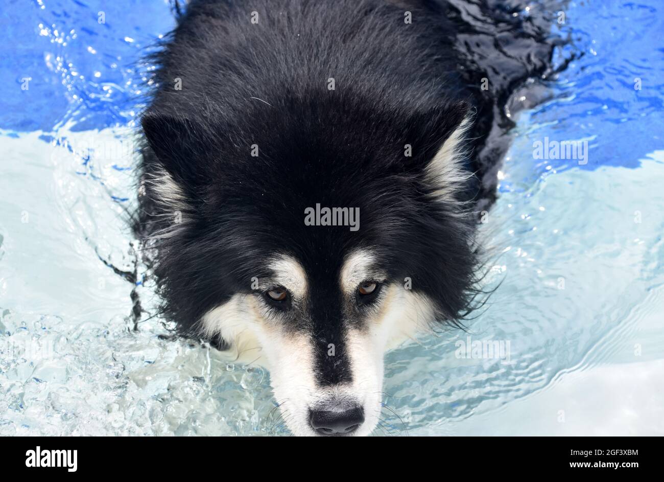 Sweet faced husky dog swimming in a swimming pool in the summer Stock ...