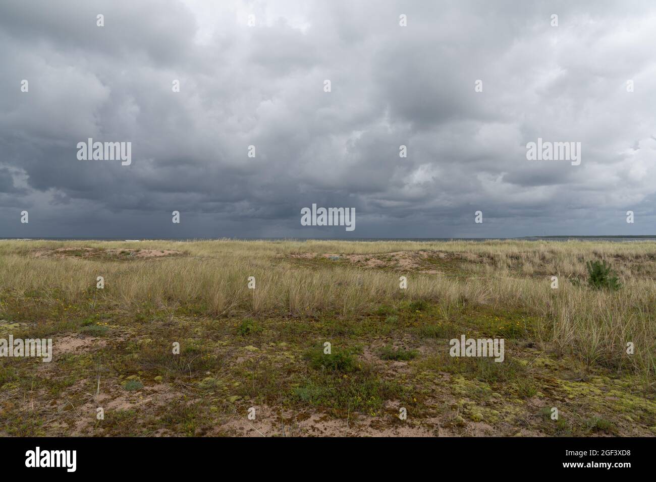 Wild marsh grass and sand dunes on the coast under an overcast and ...