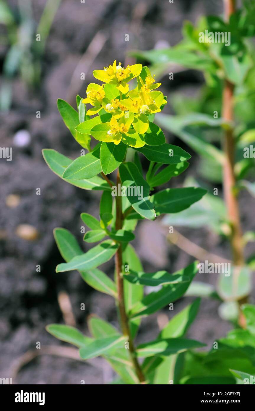 Euphorbia palustris hi-res stock photography and images - Alamy
