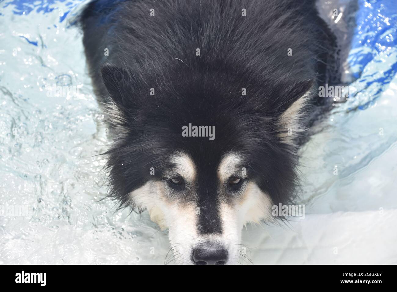 Siberian husky dog swimming hi-res stock photography and images - Alamy