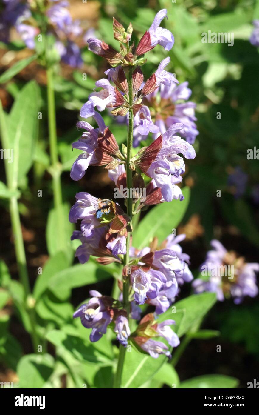 sage, garden sage, common sage, culinary sage, Echte Salbei, orvosi ...