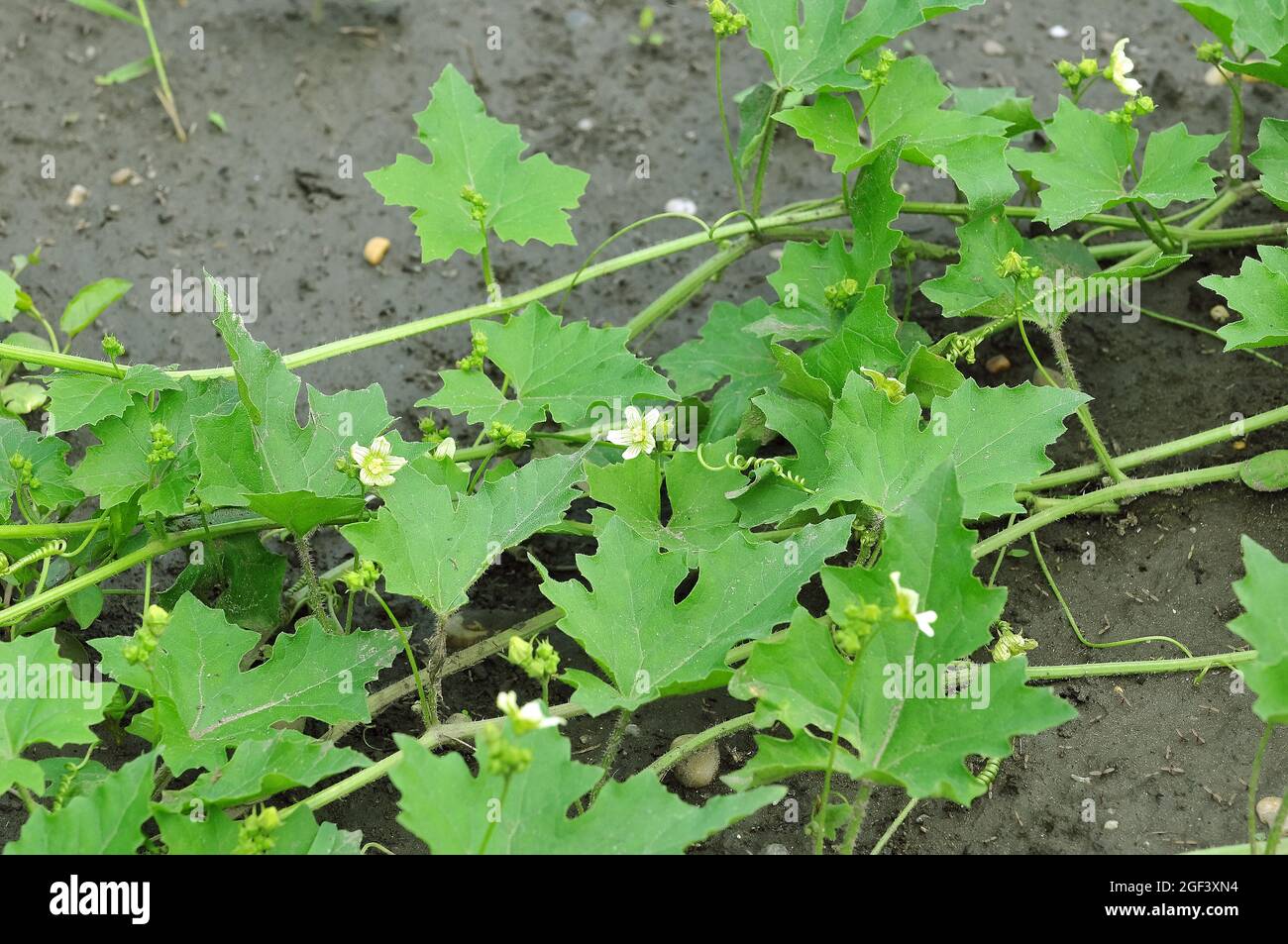 red bryony, English mandrake or ladies' seal, Rotfrüchtige Zaunrübe ...