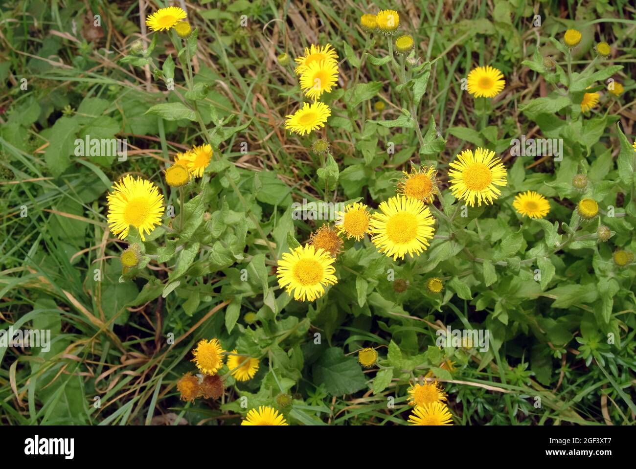 common fleabane, meadow false fleabane, Großes Flohkraut, Pulicaria ...