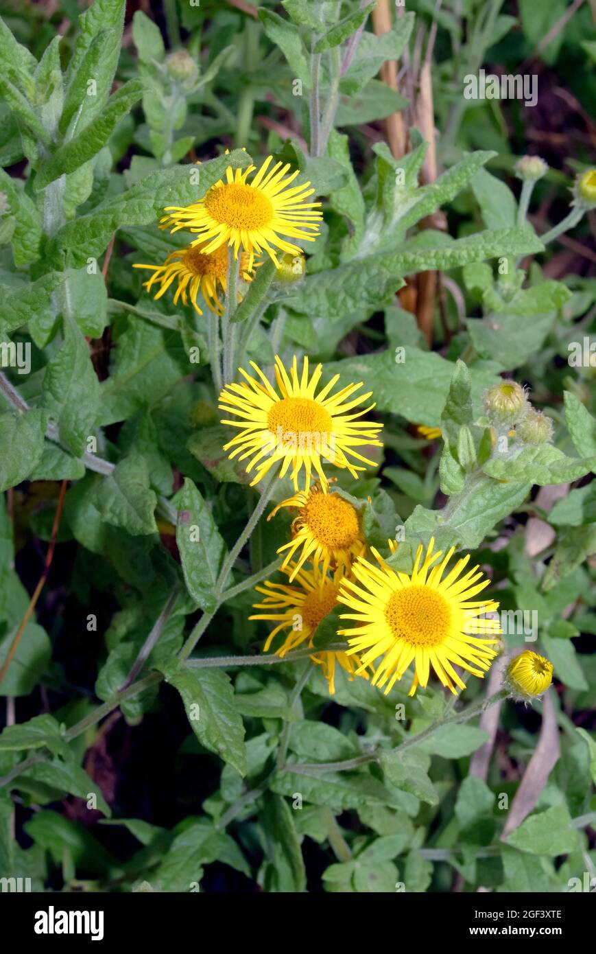 common fleabane, meadow false fleabane, Großes Flohkraut, Pulicaria ...