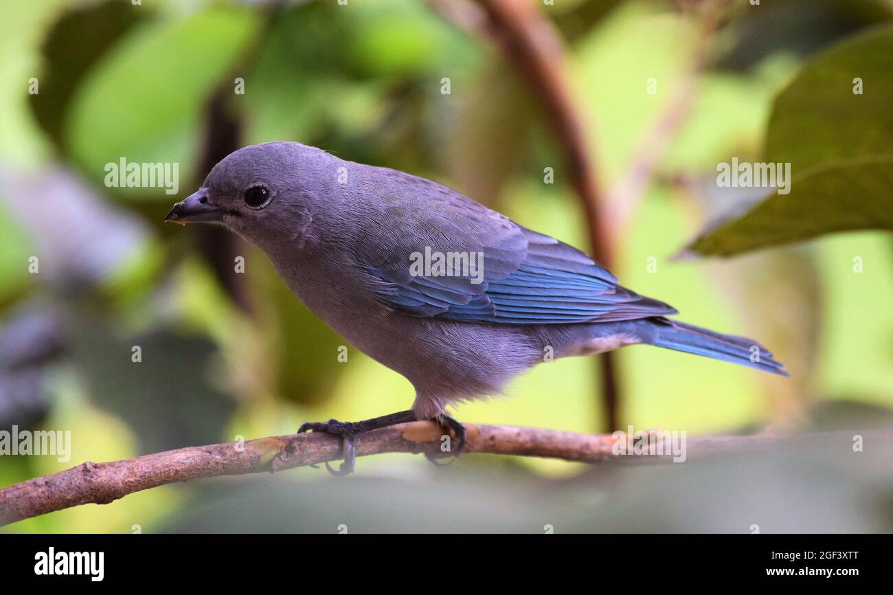 aves do Cerrado Stock Photo - Alamy