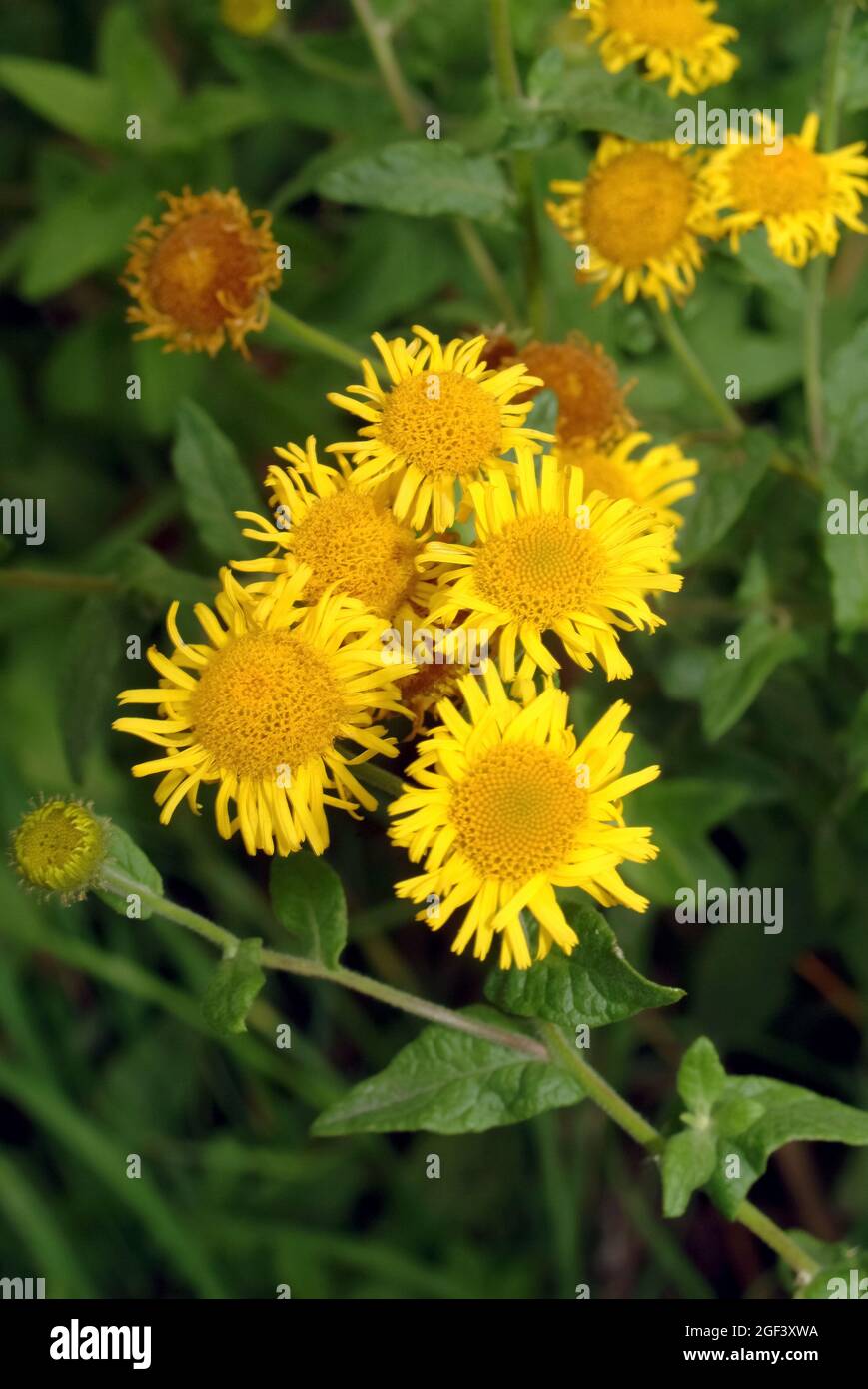common fleabane, meadow false fleabane, Großes Flohkraut, Pulicaria ...