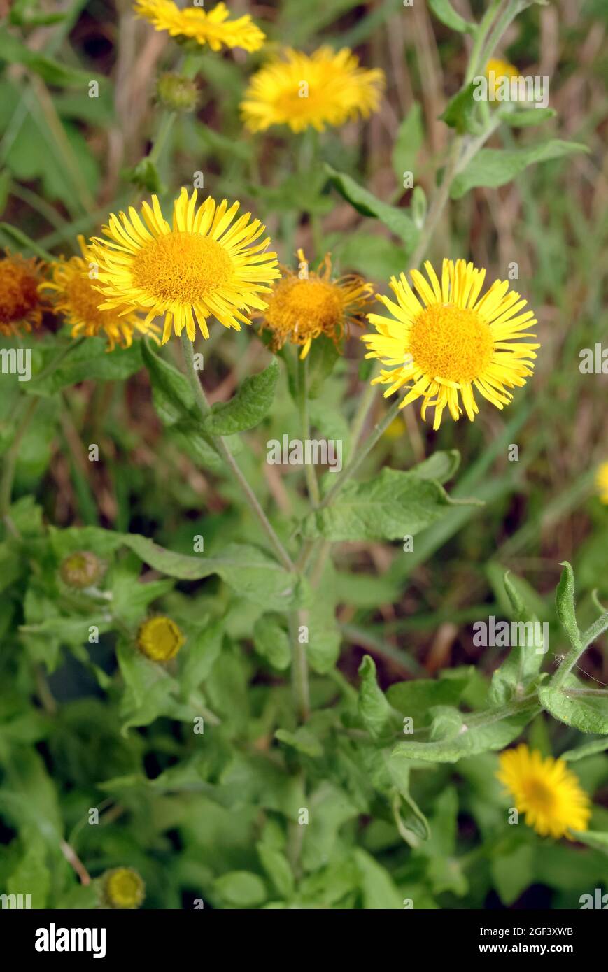 common fleabane, meadow false fleabane, Großes Flohkraut, Pulicaria ...