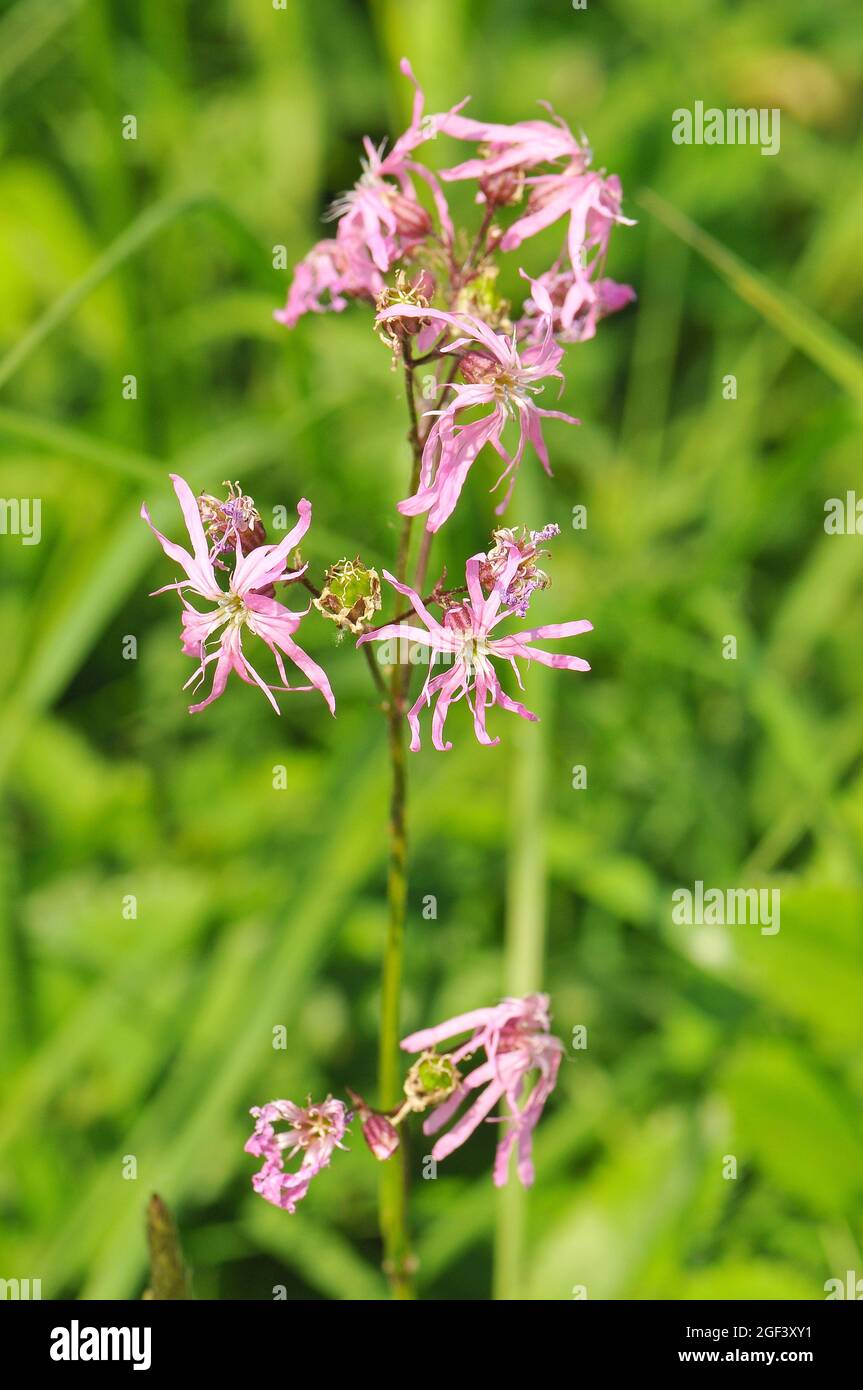 ragged-robin, Kuckucks-Lichtnelke, Silene flos-cuculi, réti ...