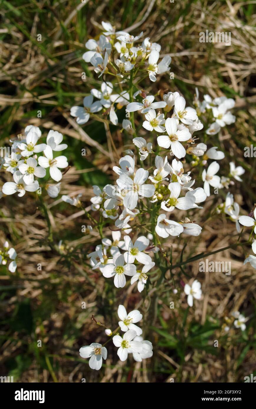 cuckoo flower, lady's smock, mayflower, or milkmaids, Wiesen ...