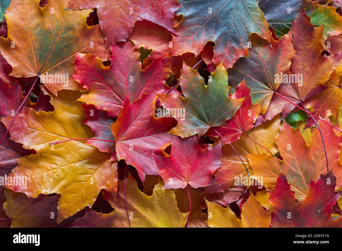 Flat lay maple hi-res stock photography and images - Alamy